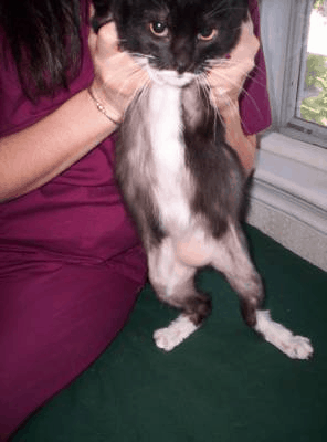 Balding and hair loss in cats: identifying the cause - Vethelpful