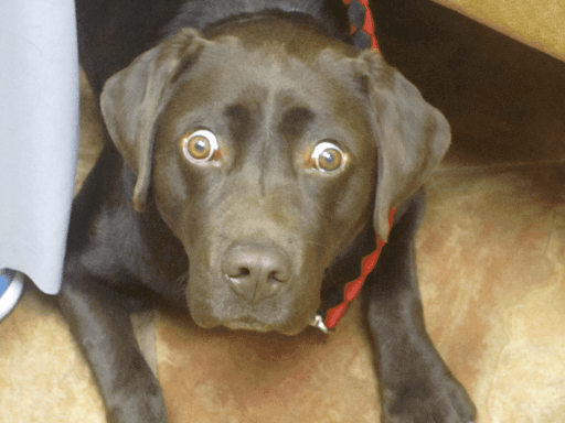 Bulging eyes in your dog (is it a problem and what’s causing it ...